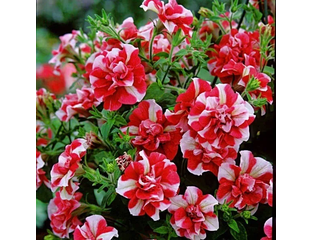 укорененные черенки. Приём предзаказов на весну 2026 откроется с 15 ...