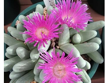 cactus-lithops - интернет-магазин кактусов и литопсов