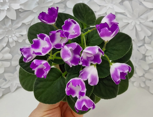 SimSim Magic Bells (Alex Mayer)