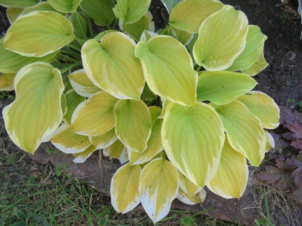 ХОСТА \HOSTA\ - дельта дон, хоста сорта, неприхотливые многолетники ...