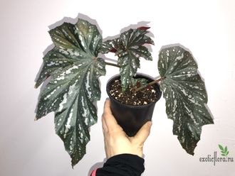 Begonia sophie cecile store