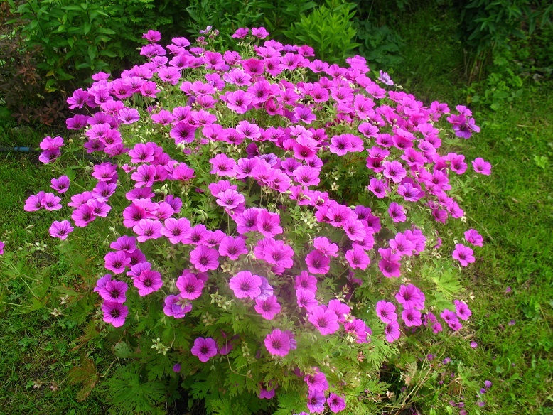 ГЕРАНЬ \GERANIUM\ - армянская geranium armenium, питомник многолетников ...