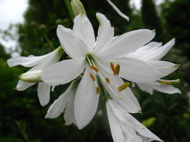 РЕДКОСТИ ДЛЯ САДА - Парадизея лилиевидная