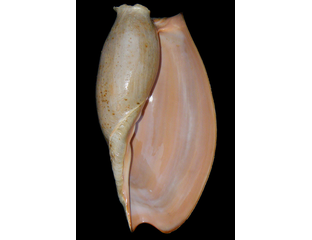 БОЛЬШАЯ РАКУШКА CYMBIUM GLANS симбиум глянс. Купить, ракушки оптом