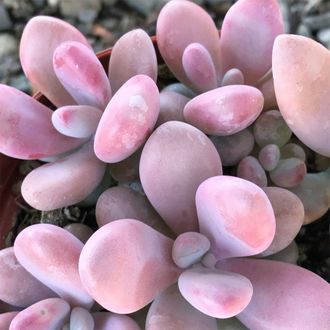 Pachyphytum Pink, Пахифитум, лунный камень, суккулент, род толстянковых