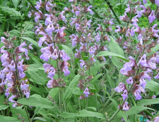 Шалфей лекарственный (Salvia officinalis), цветущие верхушки, Крым (10 ...