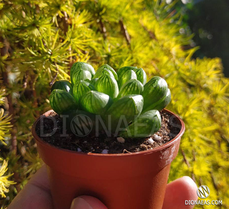 Haworthia cooperi Obtusa, Хавортия Купера обтуза, хавортия пупырка ...