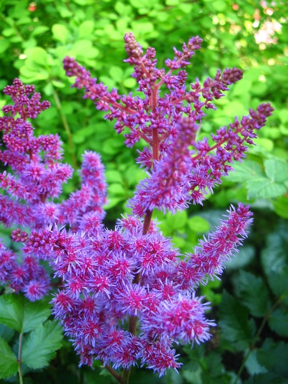 АСТИЛЬБА \ASTILBE\ - пурпл рeйн PURPLE RAIN, питомник многолетних ...