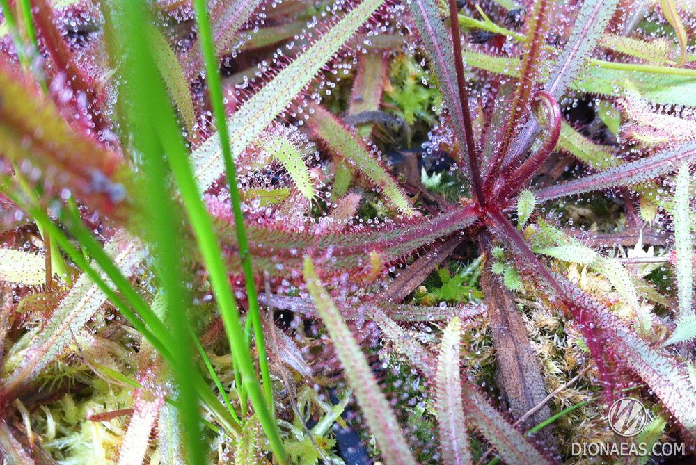 Drosera Adelae, Росянка Аделае, Росянка Адель, гигантская росянка ...