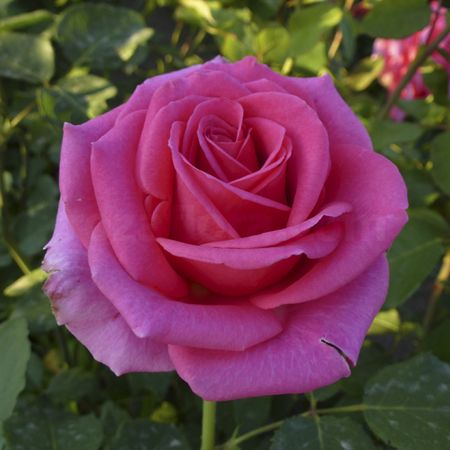 Саженцы роз: доставка, цены, характеристики