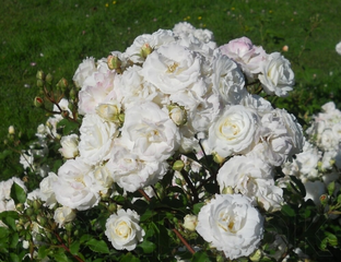 Флорибунда и Грандифлора - Мидсаммер Сноу (Midsummer Snow)