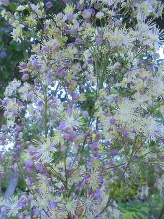 многолетники А-И - василистник Элин