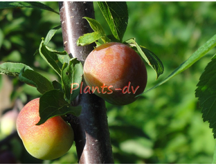 СЛИВЫ - Слива "Хабаровская ранняя"