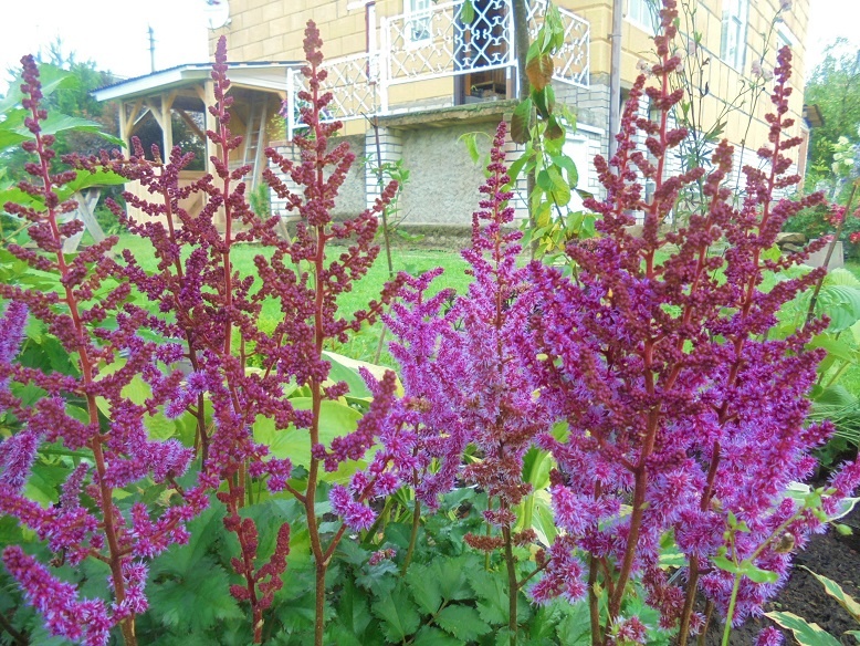 АСТИЛЬБА \ASTILBE\ - пурпл рeйн PURPLE RAIN, питомник многолетних ...