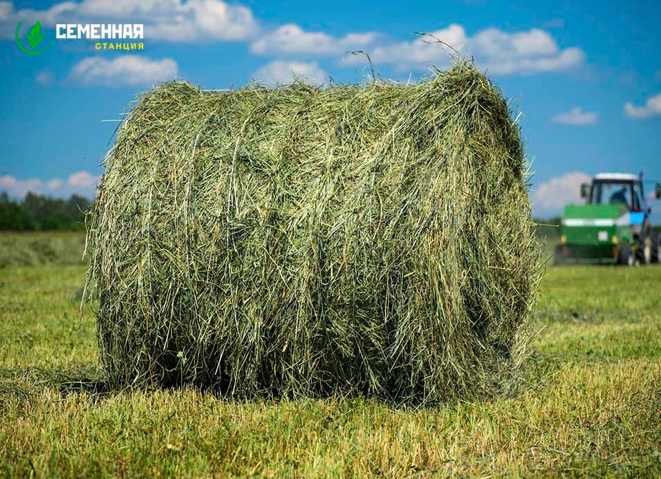 Семена трав оптом и в розницу от производителя Семенная Станция