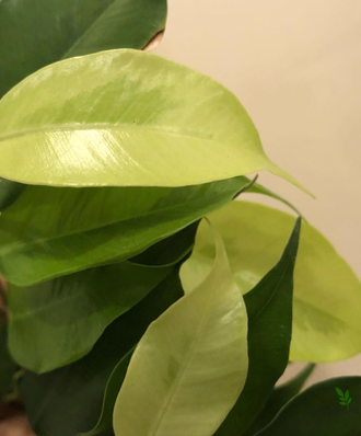 Фикусы - Ficus Yellow Gold / фикус бенджамина голден моник -Азия