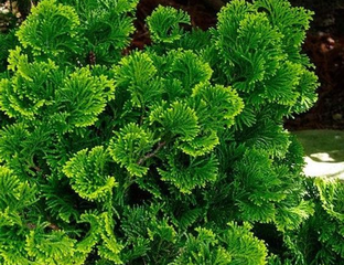 Hinoki EO (Хиноки 100% эфирное масло) дикий урожай, Япония