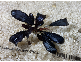 Буцефаландра Perfect Ghost