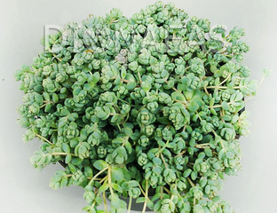 Sedum dasyphyllum, Седум дасифиллюм, Очиток густолистый, Толстянка ...
