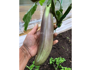 Баклажан Длинный Зеленый из Тайланда/ Thai Long Green