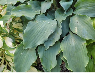 ХОСТА \HOSTA\ - фризиан вайвинг стил