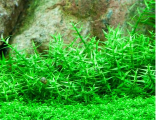 Гратиола висцидула