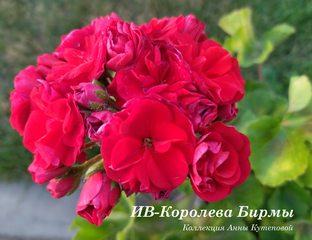 ИВ-Королева Бирмы-Купить Пеларгонии Почтой от Анны из Анны