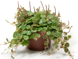 Пеперомия Россо, Peperomia Rosso, тенелюбивое растение, тропическое ...