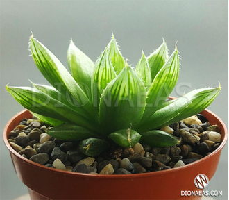 Haworthia Cooperi Picturata, Хавортия Купера пиктурата, хавортия ...