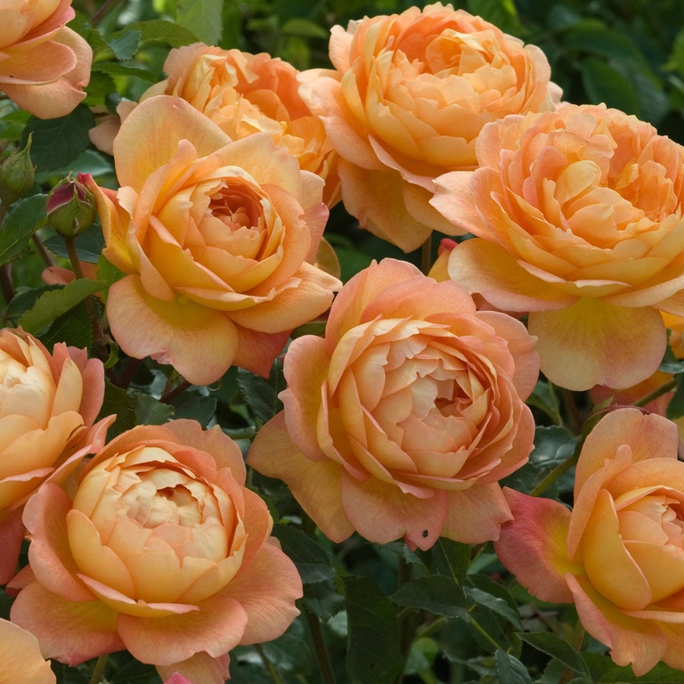 Lady of Shalott