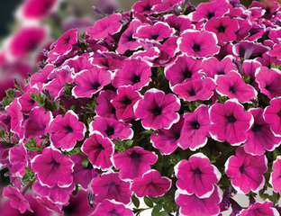 А 1- CASCADIAS RIM CHERRY - РайФлора