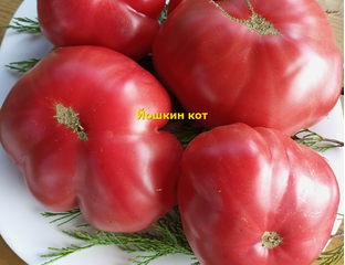 Томат Йошкин кот - Томатный мир