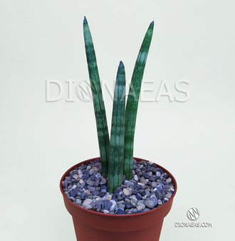Sansevieria Cylindrica, Сансевиерия Цилиндрика, Сансевиера ...