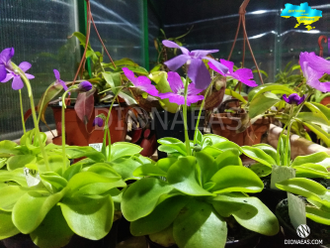 Pinguicula Colimensis x zecheri, гибридная жирянка, очень крупная ...