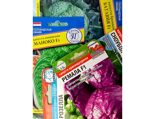 Брокколи, брюссельская, краснокочанная, пекинская, цветная купить ...
