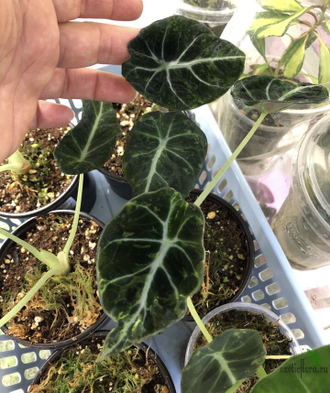 Ароидные - Аlocasia Black Velvet variegata / Алоказия Блек вельвет ...
