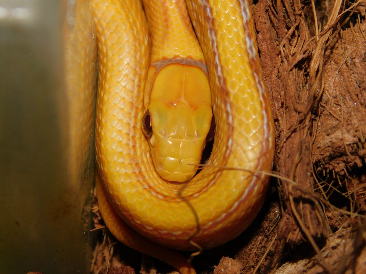 Полоз Лучистый (Elaphe radiata). Яркий и неуравновешенный лучик ...