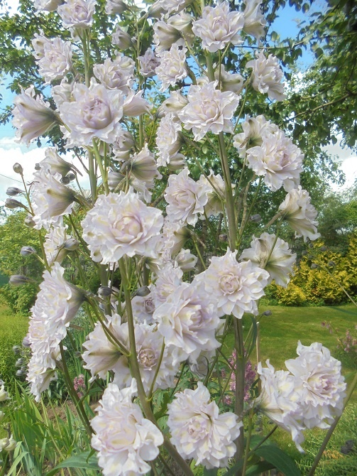ДЕЛЬФИНИУМЫ\DELPHINIUM\ - Ча- Ча