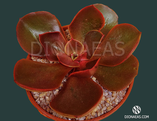 Echeveria Red Ruby, Эчеверия Рубиново-Красная, Эхеверия Красный Рубин ...