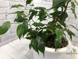 Фикусы - Ficus Benjamina Wiandi / фикус вианди