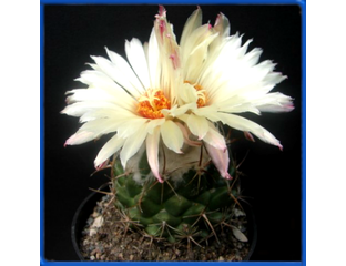 Coryphantha - Coryphantha indensis