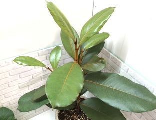 Фикусы - Ficus Velutina / Фикус Велюр