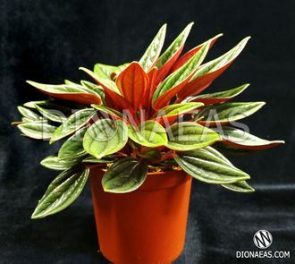 Пеперомия Россо, Peperomia Rosso, тенелюбивое растение, тропическое ...