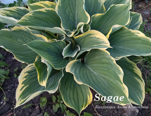 Хоста Сага-купить почтой от Анны из Анны