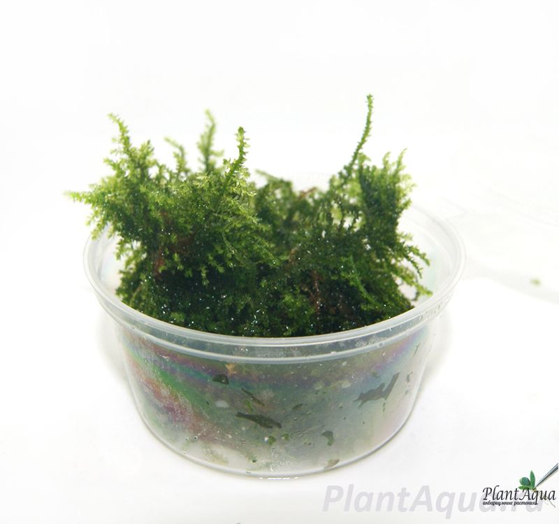 Мох Рождественский (Vesicularia montagnei "Christmas Moss")