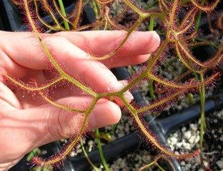 Drosera Binata Extrema Multifida, росянка двусложная, австралийская ...