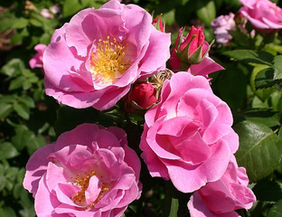 Rose damascena EO (Bulgarie) / Роза дамасская Болгария 100% эфирное масло