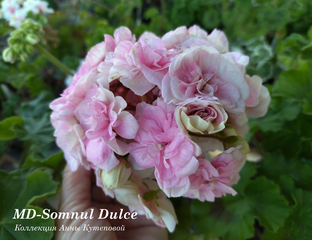 Купить пеларгонию MD-Somnul Dulce у коллекционера Анны из Анны