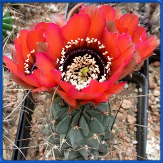 Lobivia - Lobivia jajoiana v. glauca WR 218