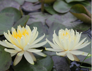 Растения для пруда - Нимфея Лайдэкери Лилацея